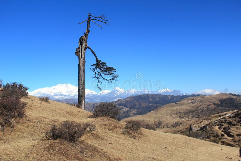 Dry Tree and Himalayas Mountain Range Stock Image - Image of asia ...