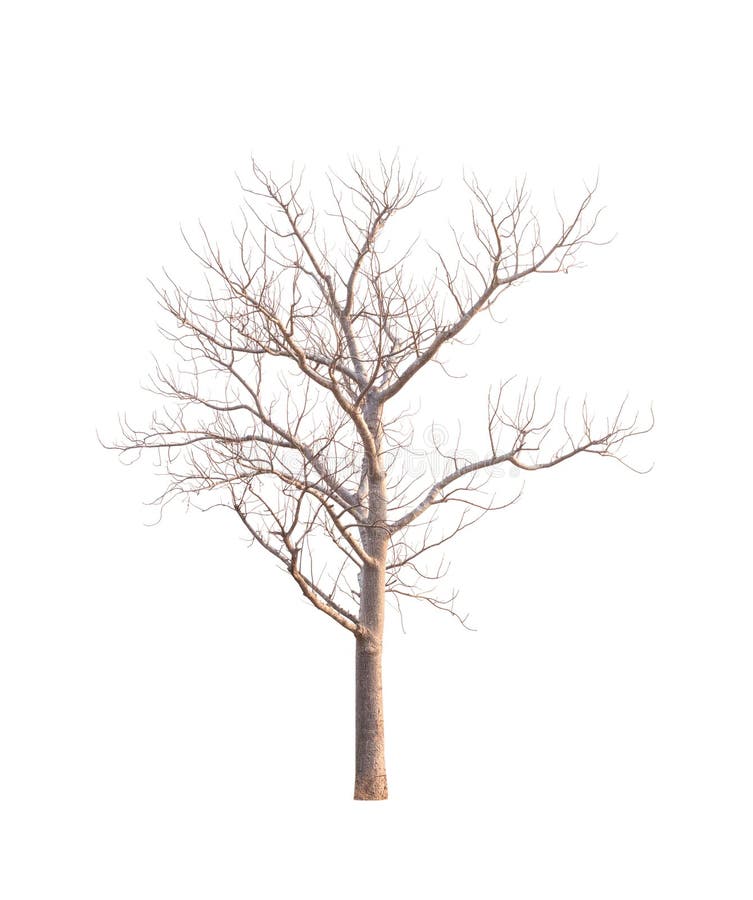 Dry tree isolated stock photo. Image of branch, nature - 111068142 Dry tree isolated stock photo. Image of branch, nature - 111068142