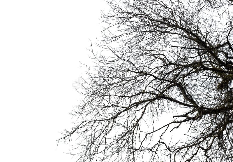 Dry tree stock image. Image of dead, wood, death, tree - 40230843