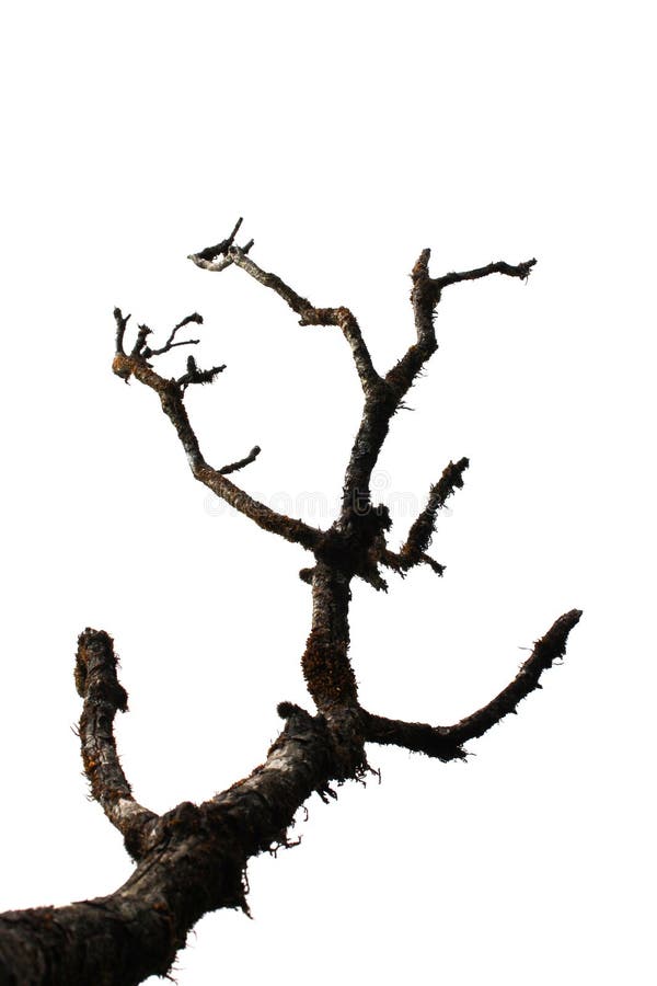 Dry Tree is Isolated on White Stock Image - Image of branch, abstract ...
