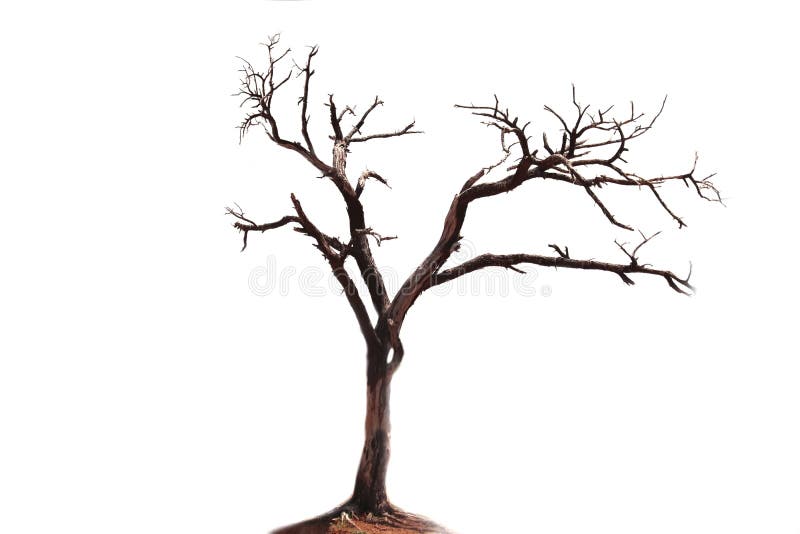 Dry Tree Isolated White Background,brown Dry Tree Stock Image - Image ...