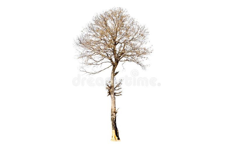 Dry tree isolated stock image. Image of stem, ecology - 86368263