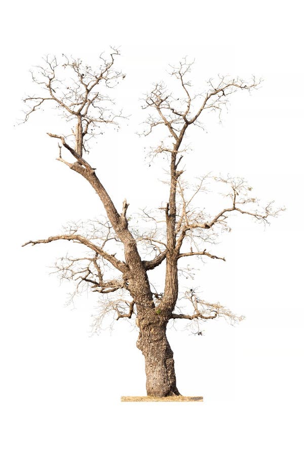 Dry Tree Isolated on White Background Stock Image - Image of abstract ...