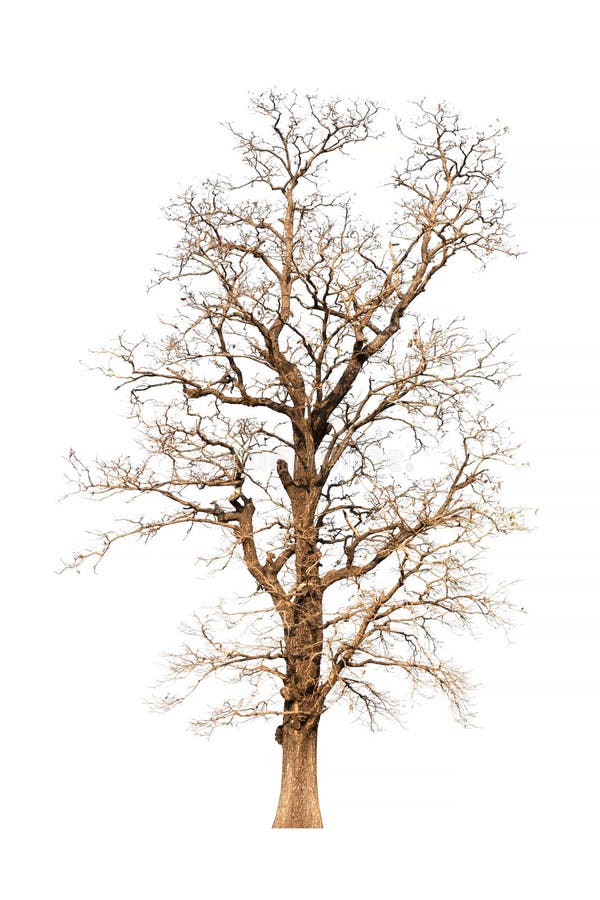 Dry Tree Isolated on White Background Stock Photo - Image of branch ... Dry Tree Isolated on White Background Stock Photo - Image of branch ...