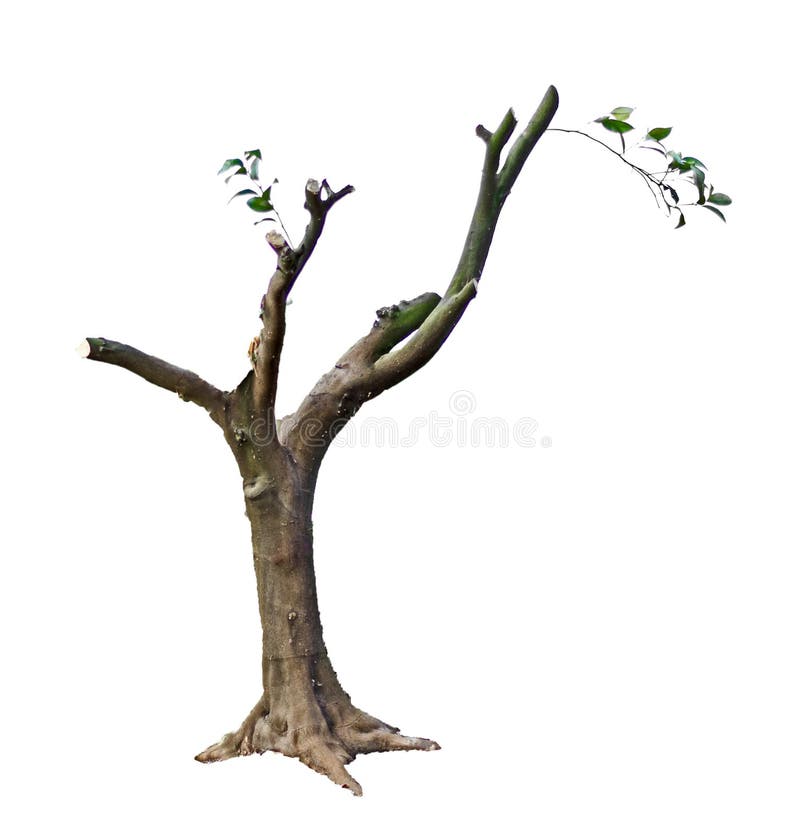 Dry tree isolated on white stock photo. Image of background - 119300128