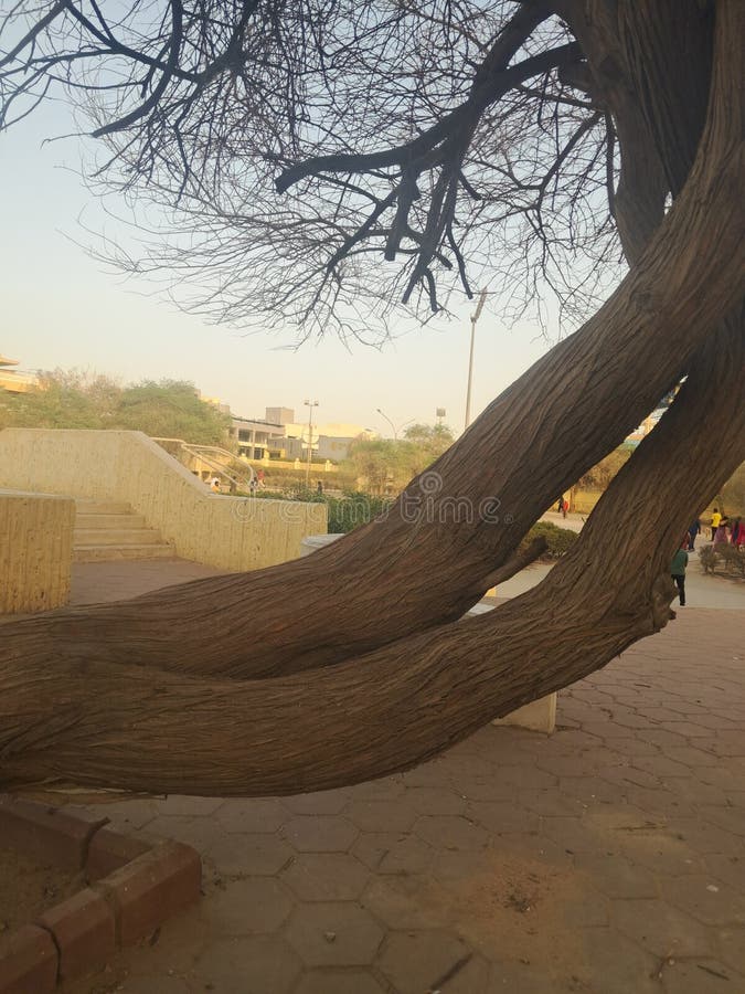 Dry tree kuwait stock photo. Image of aturelover, savetree - 396411342