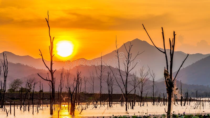 Dry Tree with Lake and Mountain in Sunset Stock Image - Image of ...