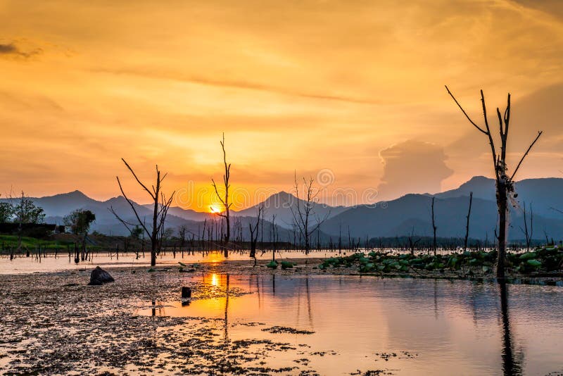 Dry Tree with Lake and Mountain in Sunset Stock Photo - Image of calm ...
