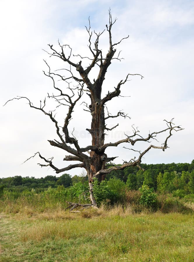 Dry tree in a landscape stock image. Image of clouds - 42275311