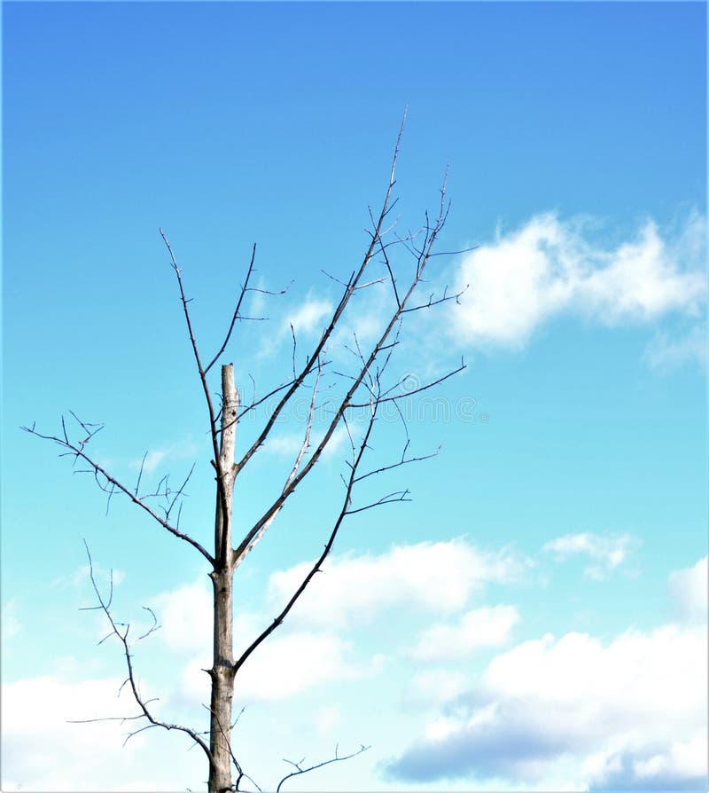 A Dry Tree with Large Branches Pointing Upwards Stock Photo - Image of ...
