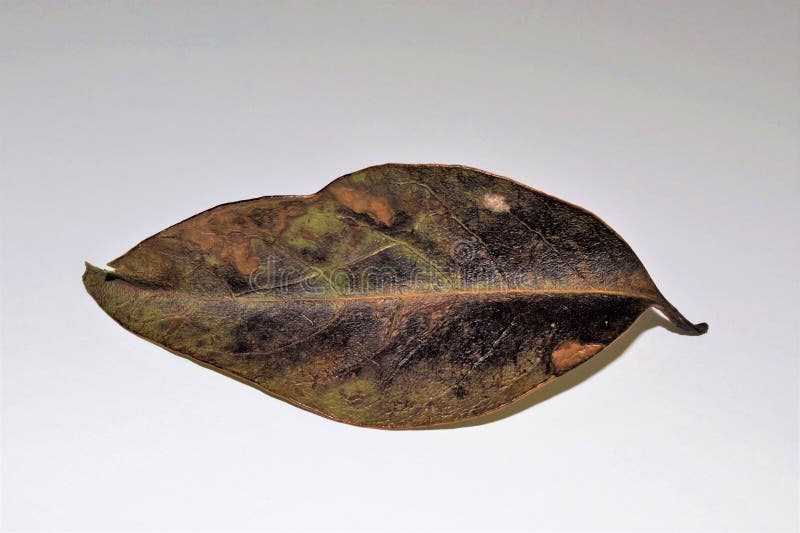 Dry tree leaf, in detail stock photo. Image of leaves - 87962468