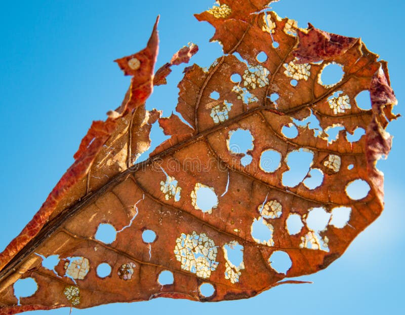 Dry Tree Leaf with Holes on the Sky Background Stock Photo - Image of ...