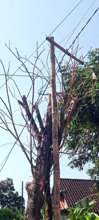 Tree Leaning Over a Lake on the Wyrrabalong Coastal Walk Stock Photo ...