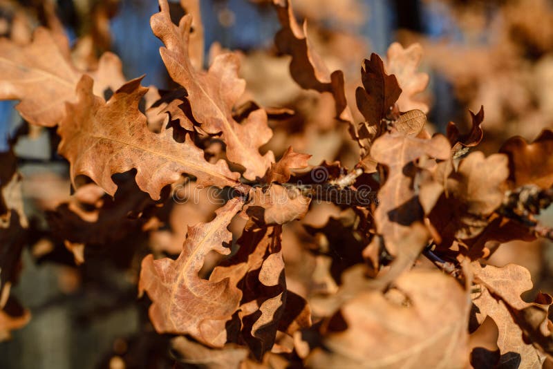 Dry Tree Leaves Background Texture on the Ground Stock Photo - Image of ...