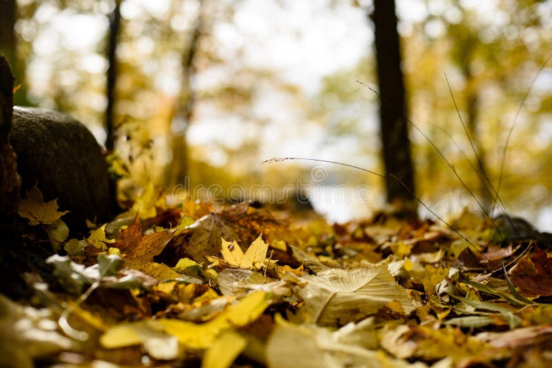Dry Tree Leaves Background Texture on the Ground Stock Photo - Image of ...