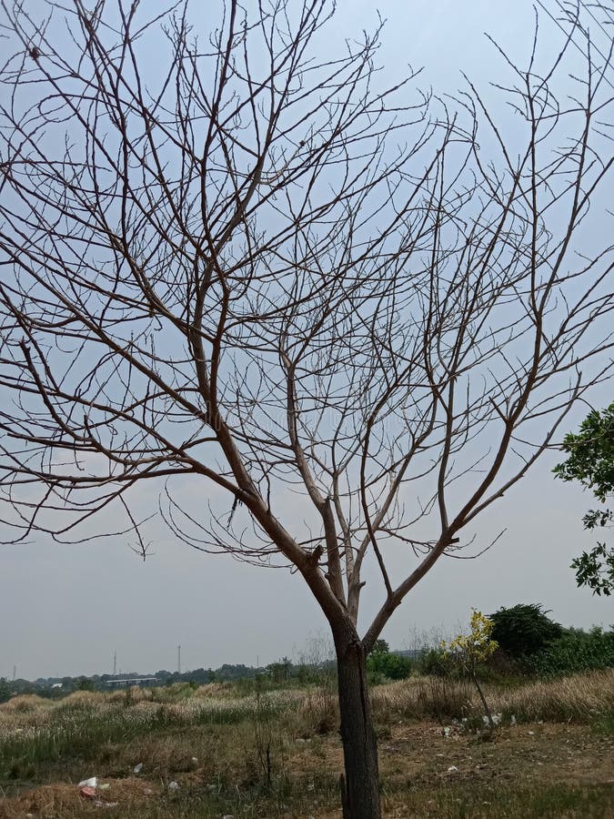 Dry Tree. the Leaves Fall, Creating a Gloomy and Dry Picture Stock ...