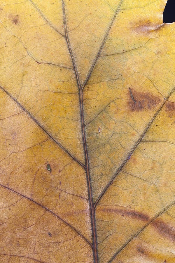 Dry Tree Leaves, Stacked Together Stock Image - Image of brown, leaf ...