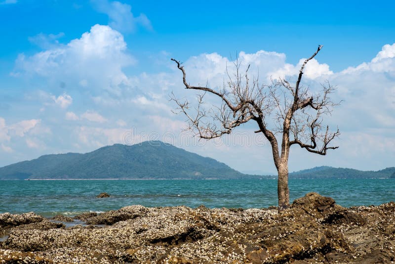 Dry Tree stock photo. Image of element, outdoor, wallpaper - 108579240