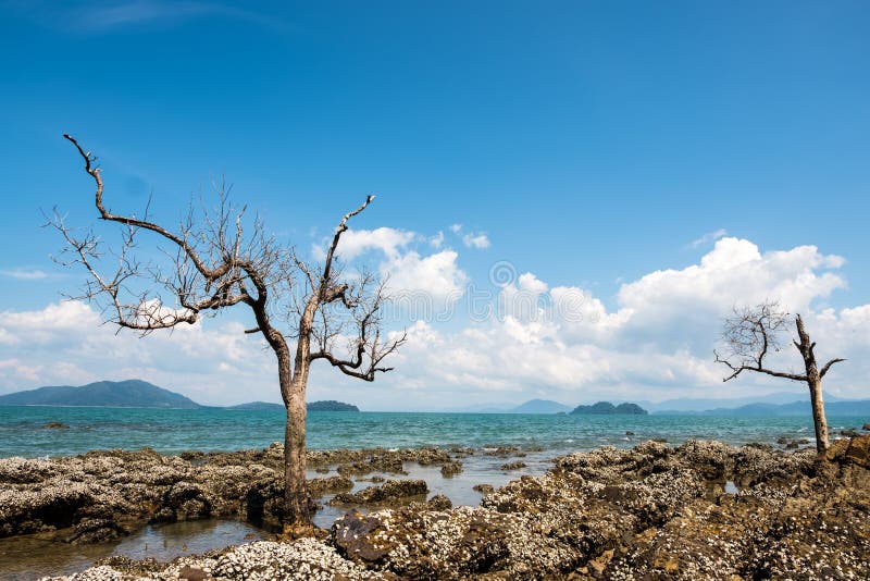 Dry Tree stock photo. Image of concept, environment - 108579264