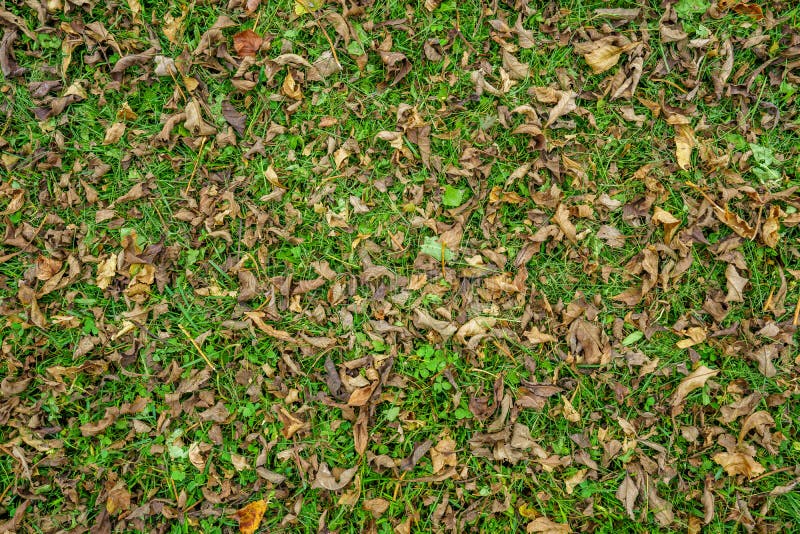 Dry Tree Leaves Texture on Forest Floor Stock Photo - Image of ...