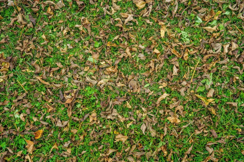 Dry Tree Leaves Texture on Forest Floor Stock Image - Image of ground ...