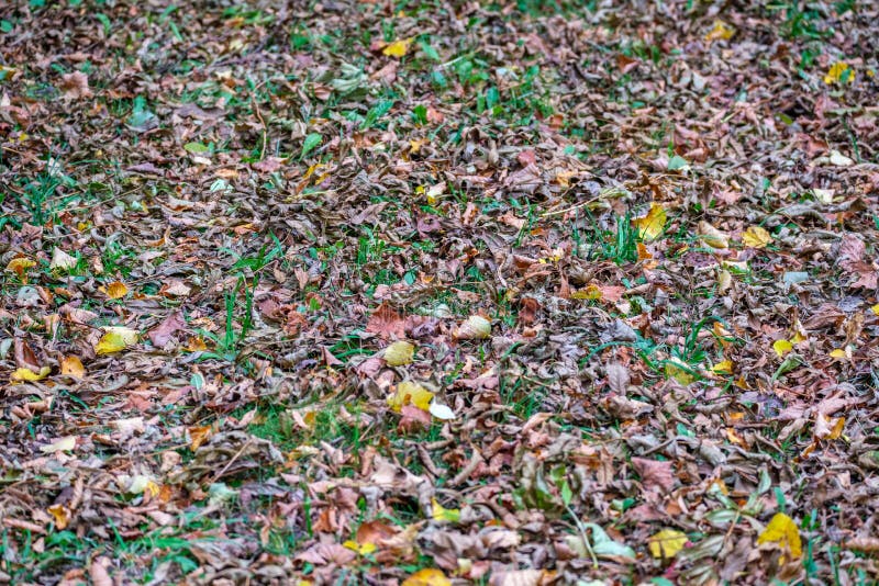 Dry Tree Leaves Texture on Forest Floor Stock Image - Image of floor ...
