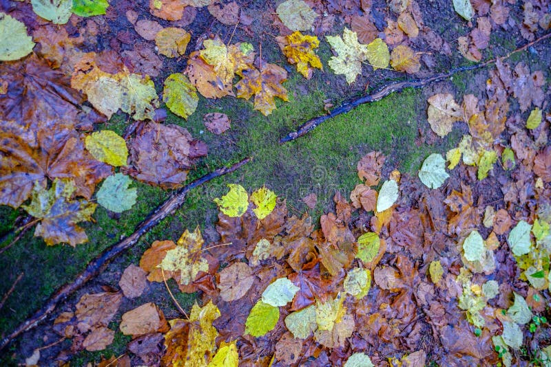 Dry Tree Leaves Texture on Forest Floor Stock Image - Image of brown ...