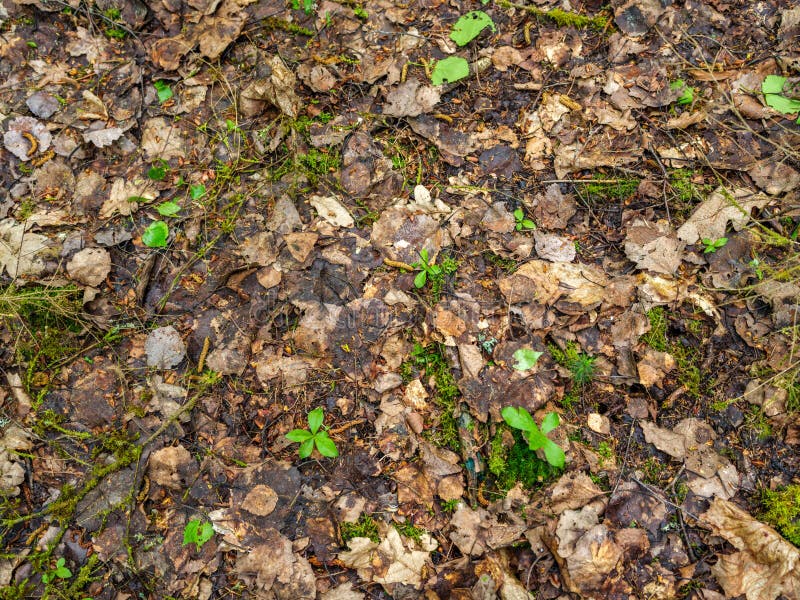 Dry Tree Leaves Texture on Forest Floor Stock Photo - Image of ground ...