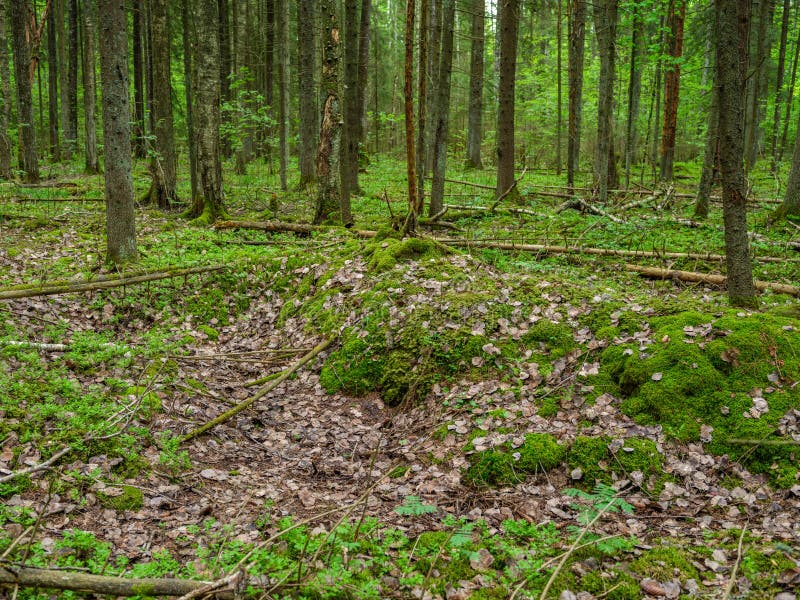 Dry Tree Leaves Texture on Forest Floor Stock Photo - Image of forest ...
