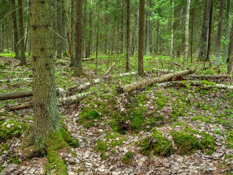 Dry Tree Leaves Texture on Forest Floor Stock Photo - Image of mixture ...