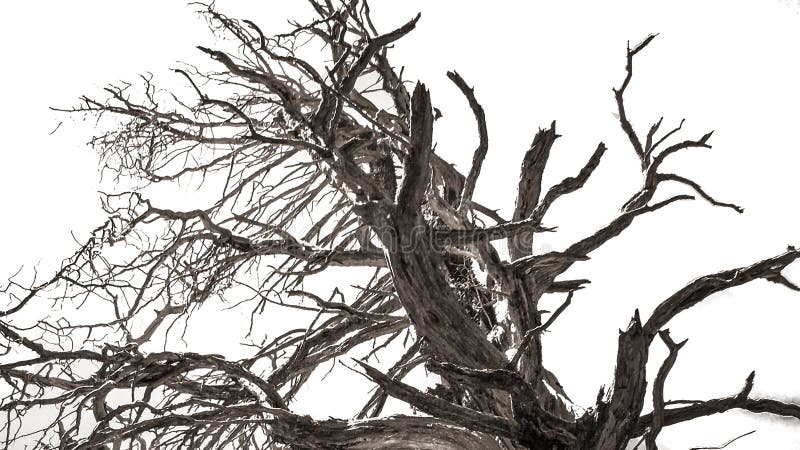 Dry Tree Low Angle View Isolated Photo Stock Photo - Image of tree ...