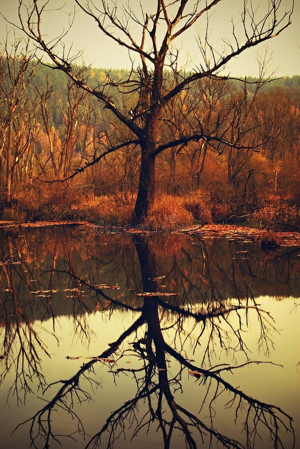 A Dry Tree in a Marshy Landscape Stock Image - Image of mood, czech ...