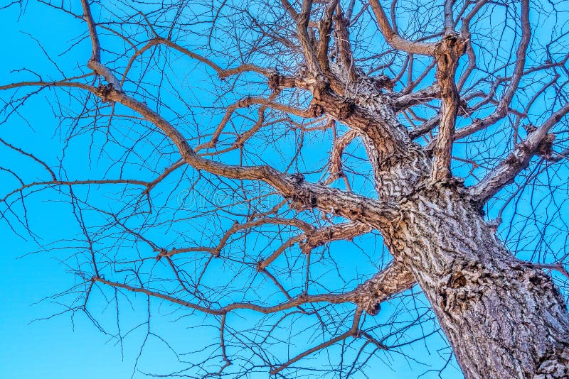Dry tree stock image. Image of desert, landscape, tall - 95554405