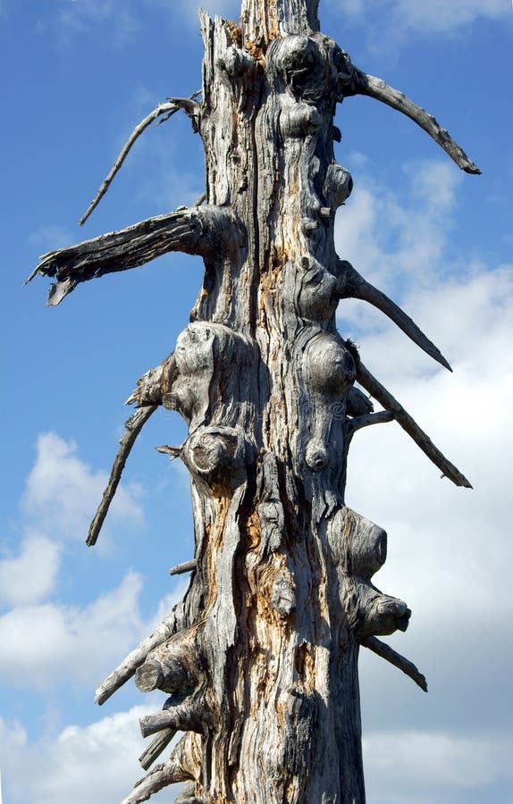 Christ`s Crucifixion Carved into a Tree in Lebanon Stock Image - Image ...