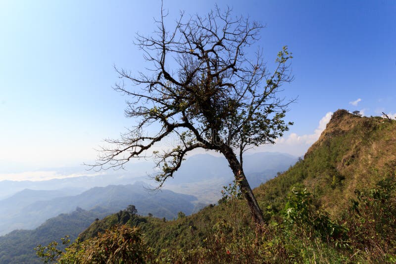 Dry tree on the mountains stock photo. Image of morning - 66689652