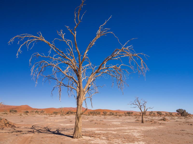 Dry Tree on the Namib Desert, Namibia Stock Image - Image of nature ...