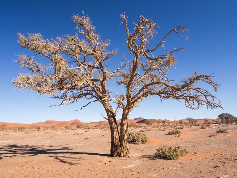 Tree in Namib-Naukluft National Park, Namibia, Africa, at Sunset Stock ...
