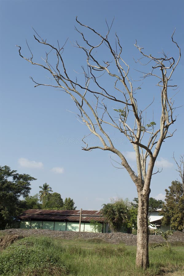 Dry tree stock photo. Image of cloud, atmosphere, blue - 69883900