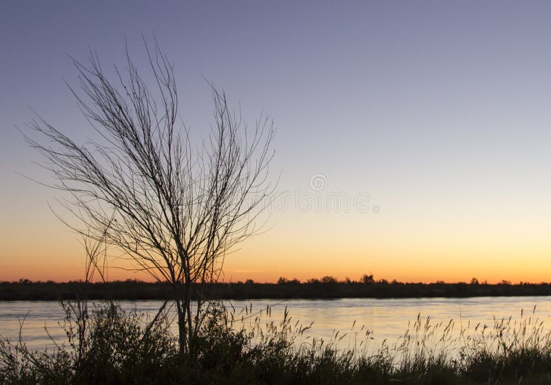 Dry tree near the river stock image. Image of nature - 58288783