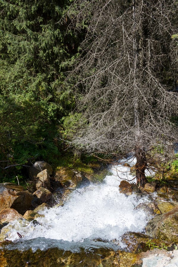 Dry Tree Near the Waterfall Stock Image - Image of asia, drop: 78106799