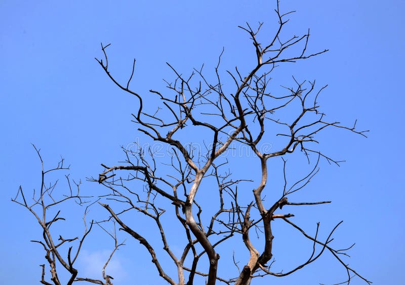 Dry Tree stock image. Image of wood, forest, nature, summer - 36038841