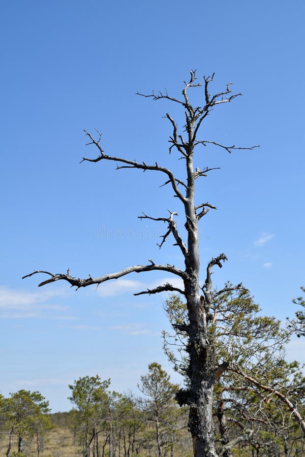 Dry tree. stock image. Image of global, cones, nature - 81782659