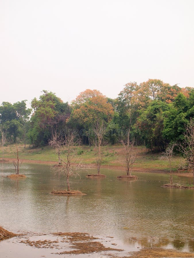 Dry tree in pond stock photo. Image of pond, landscape - 166438060