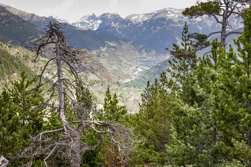 Dry tree at the Pyrenees stock image. Image of country - 39352151