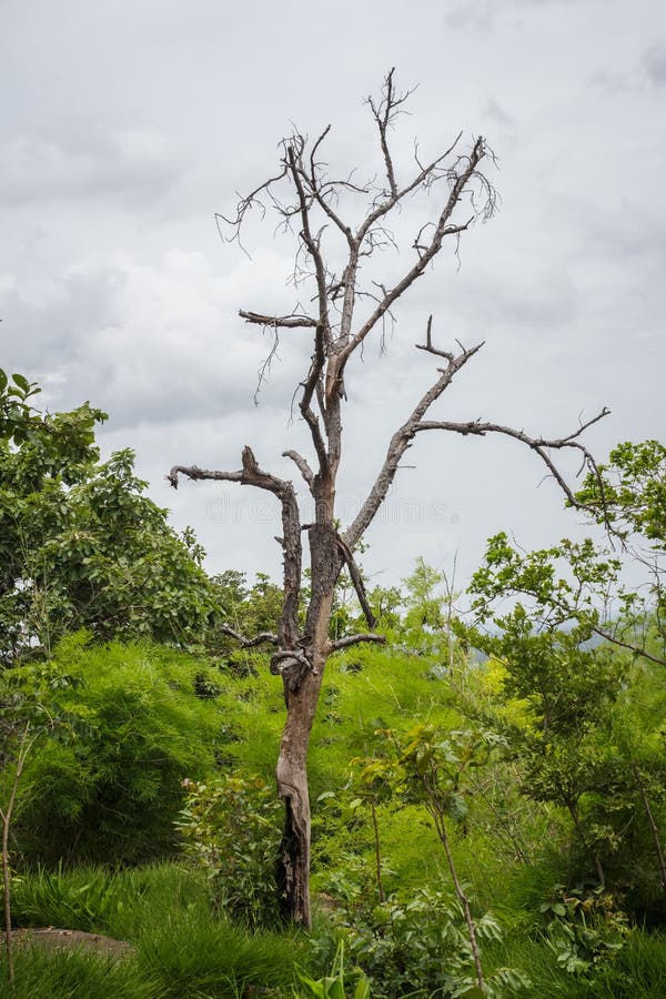 Dry Tree in the Rain Forest Stock Image - Image of bending, concept ...