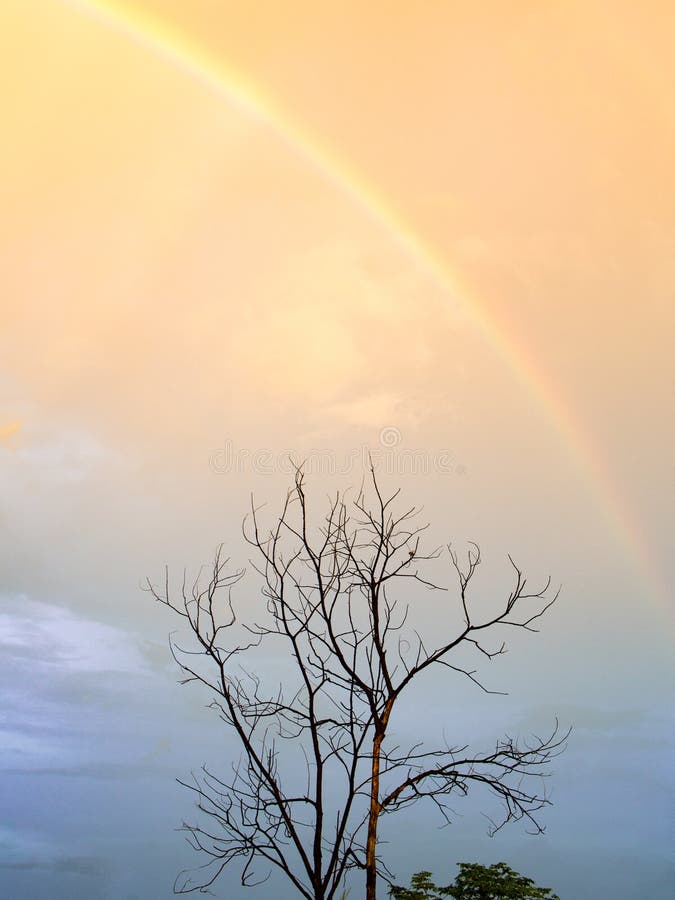 Dry tree with rainbow stock image. Image of nature, outdoor - 108022435