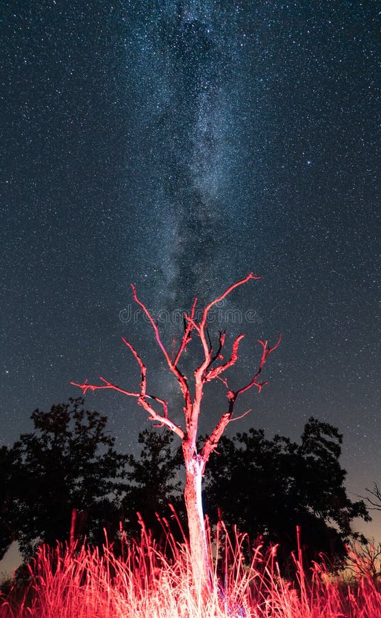 Dry Tree on Red Under the Milky Way Stock Photo - Image of bloody ...