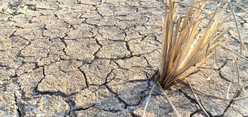 Dry rice of Thailand stock photo. Image of animal, closeup - 133687006