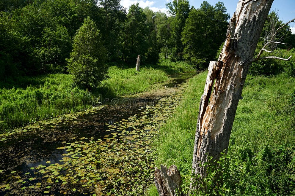 Dry Tree on River Bank and Deciduous Forest during Summer in Poland ...