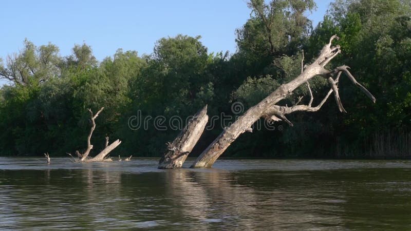 Dry Tree in the River, Time-lapse. Stock Video - Video of pond ...